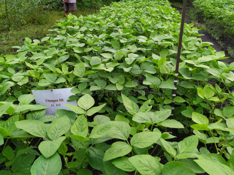 1,016 Examples Plant Stock Photos - Free & Royalty-Free Stock Photos ...