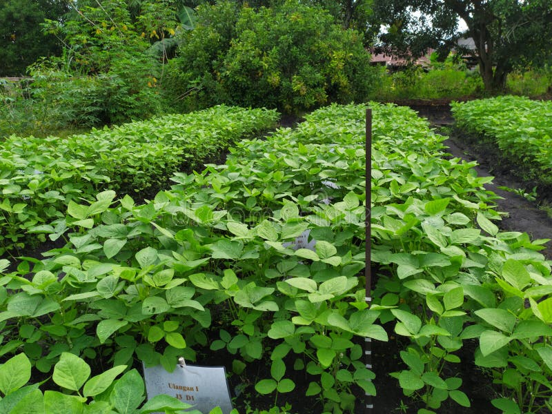 Examples of Plant Cultivation Using the Bed System in Indonesia Stock ...