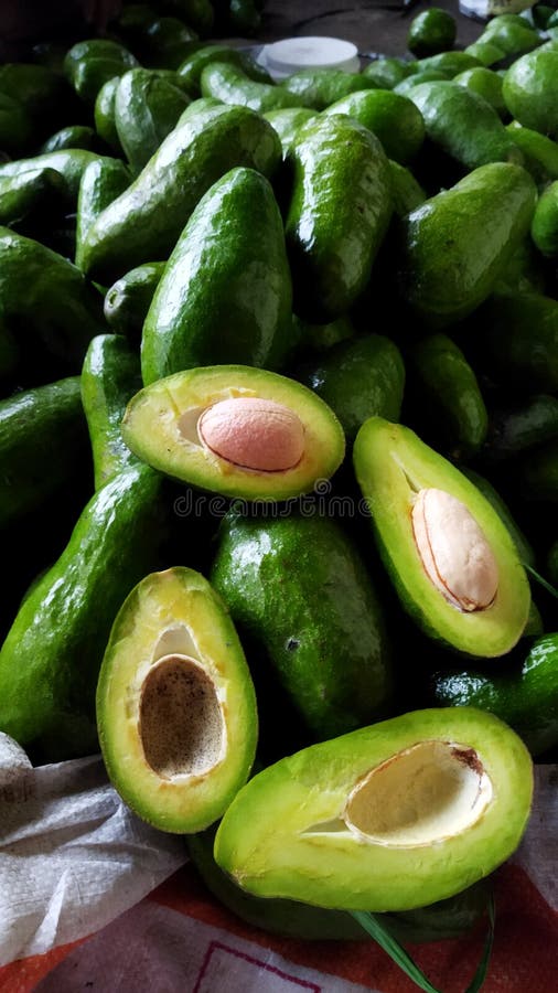 Examples of Several Types of Avocado that are Most Liked from Boyolali ...