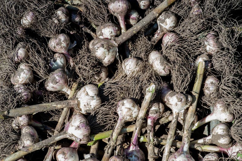 Excavated Garlic Close-up with Roots and Soil on a Bed in Sunlight ...