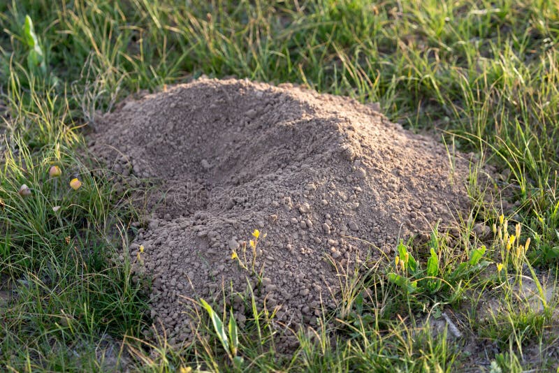 Excavated soil mole nature stock image. Image of grass - 102080577