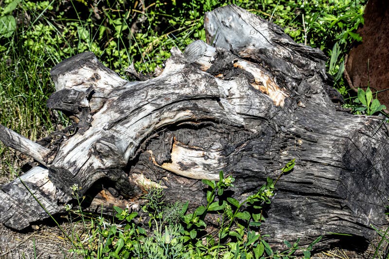 An Excavated Stump with Roots on the Ground Stock Photo - Image of ...