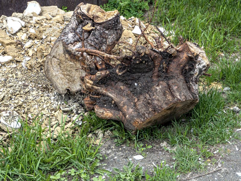 An Excavated Stump with Roots on the Ground Stock Photo - Image of tool ...