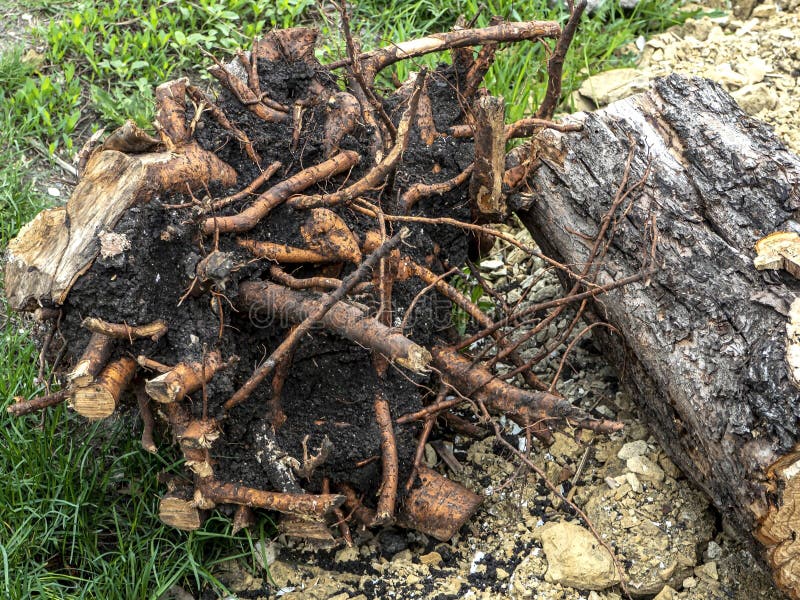 An Excavated Stump with Roots on the Ground Stock Image - Image of hole ...