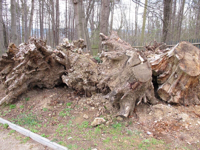Excavated stumps stock image. Image of fell, stump, clearing - 40194407