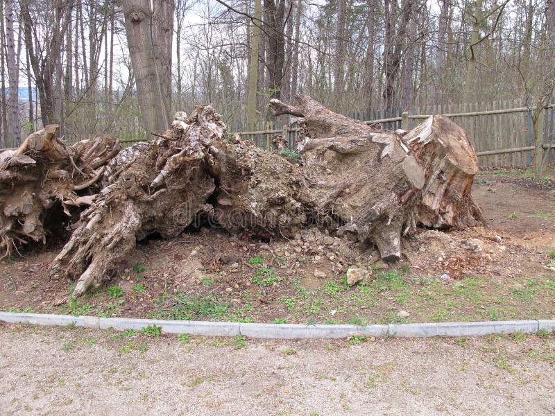 Excavated stumps stock image. Image of burl, felling - 40194411