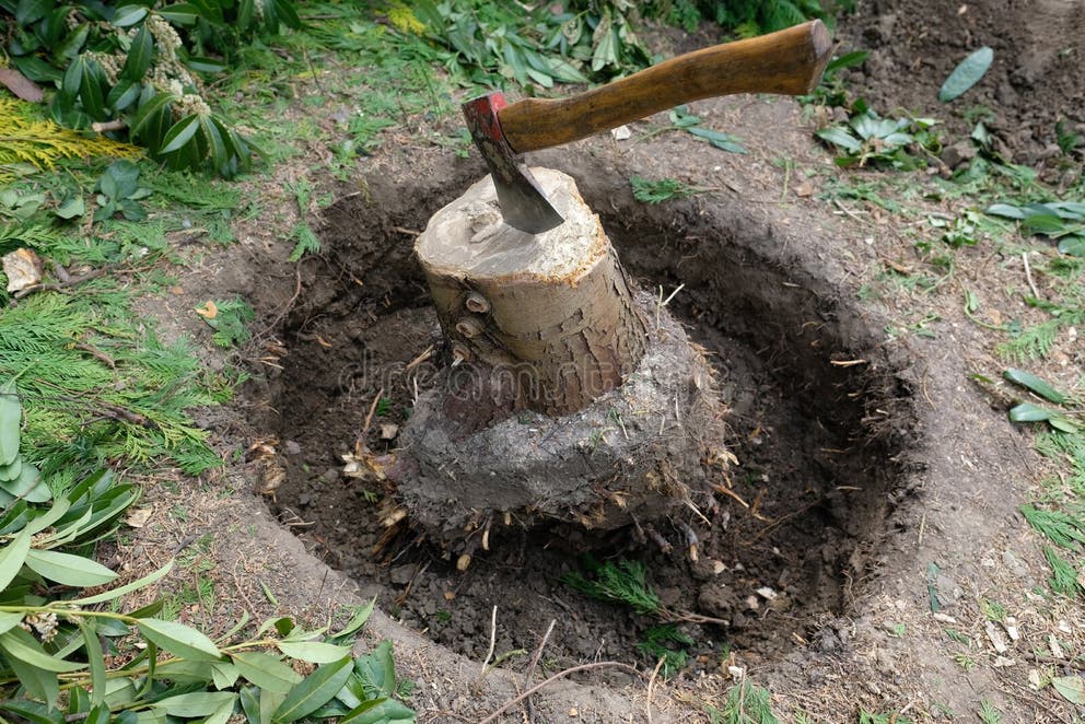 Removing a tree root stock image. Image of stump, gardening - 115740085