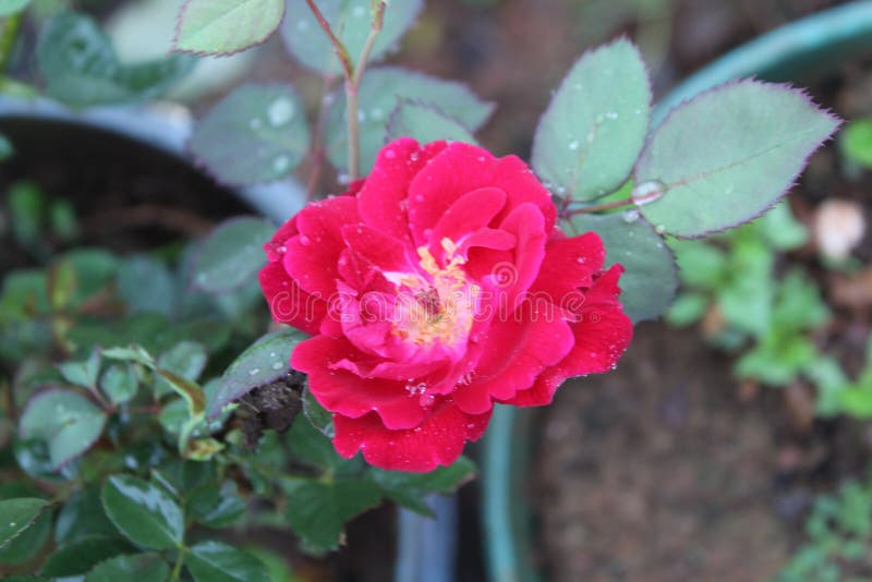 Excellent Beautiful Rose Flower Its a Very Small Flower Stock Photo ...