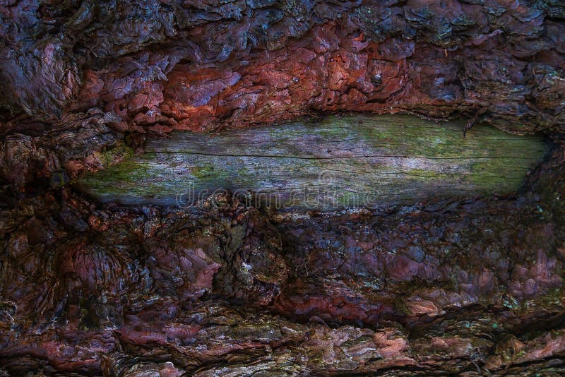 Excellent Deep Texture of the Bark of the Tree Stock Image - Image of ...