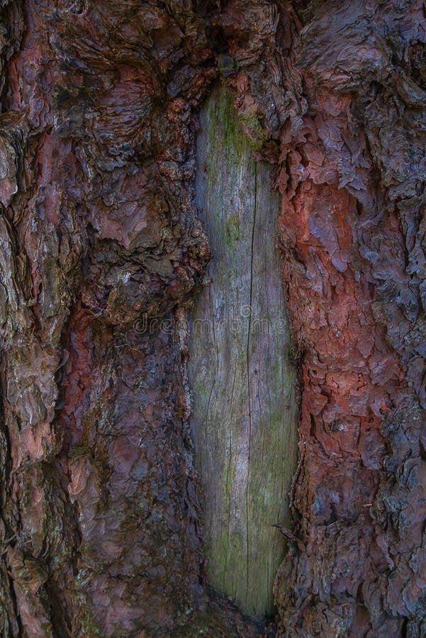 Excellent Deep Texture of the Bark of the Tree Stock Photo - Image of ...