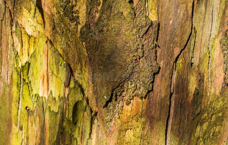 Excellent Deep Texture of the Bark of the Tree Stock Image - Image of ...