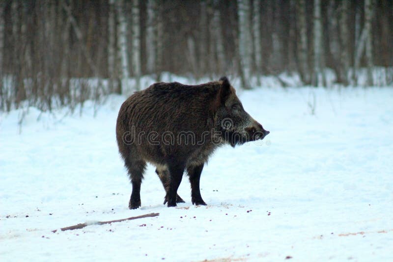Aggressive Wild Boar Defending Its Territory in a Forest Glade. the ...