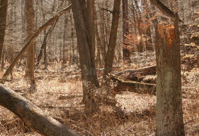 Excellent Textures and Light Forest Landscape Stock Photo - Image of ...