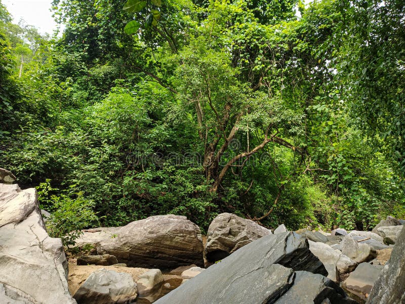 An Excellent View of the Nature. Stock Image - Image of woodland, water ...