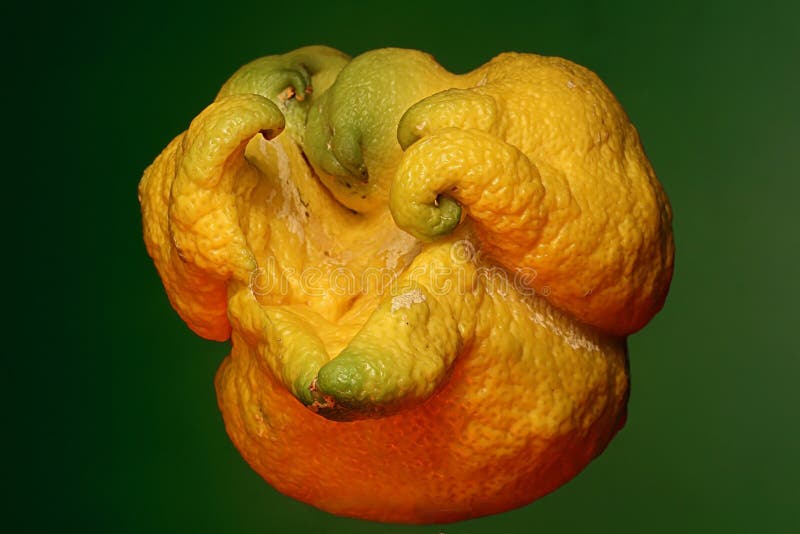 Exceptional lemon stock image. Image of fruit, wonder - 12675347