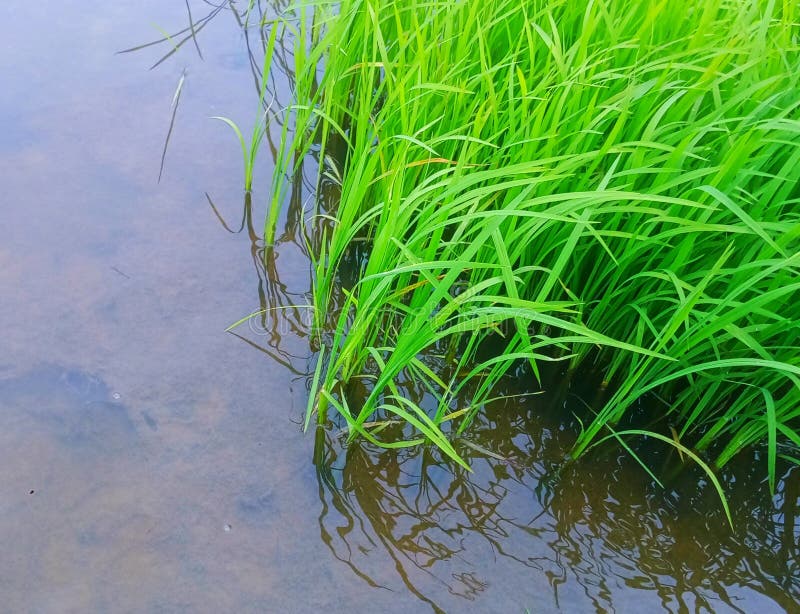 Beautiful Rice Field at Sunset, Thick Blue Clouds in the Dominican ...