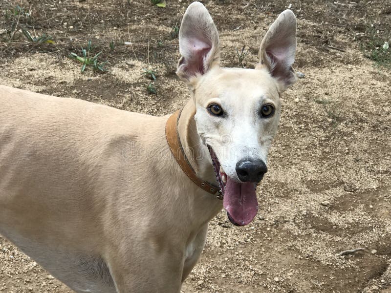 Excitable Greyhound Stock Photos - Free & Royalty-Free Stock Photos ...