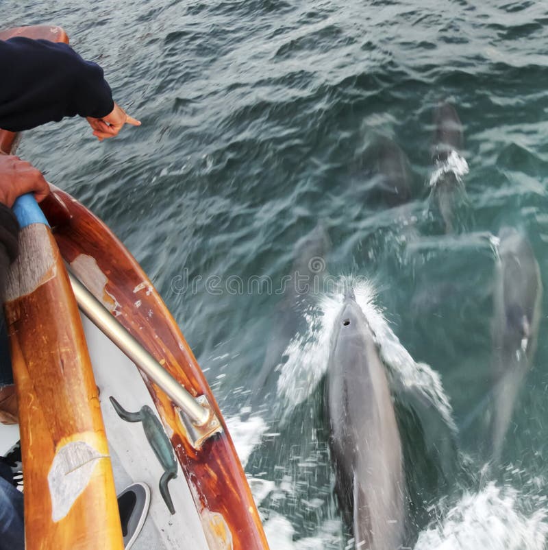 A Boater Points at Bottlenose Dolphins Riding the Bow Wave Stock Image ...