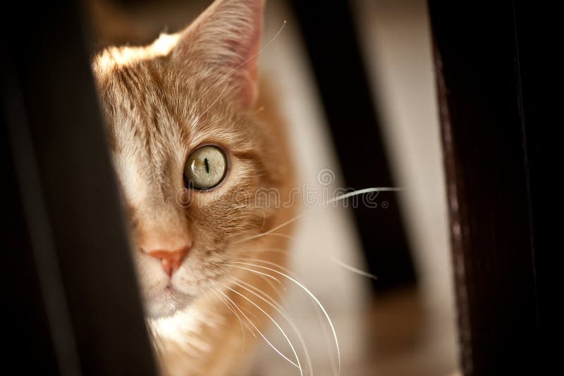 Excited Cat stock image. Image of excitement, pounce, jump - 8655505