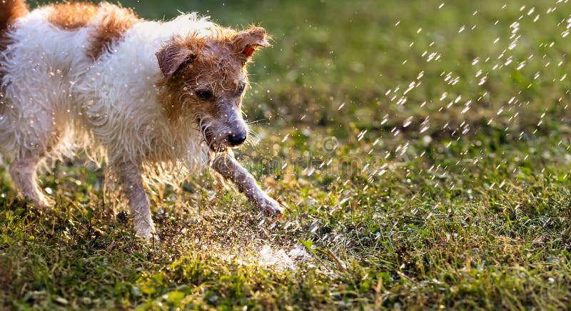 Excited Dog Plays with Water and Bites, Drinks it in the Grass Stock ...