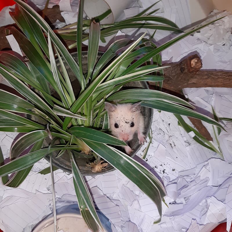 An Excited Hamster Playing in His Favorite Plants Stock Photo - Image ...