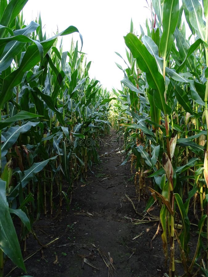 An Exciting Path Right through the Corn Field, with High Corn Plants on ...