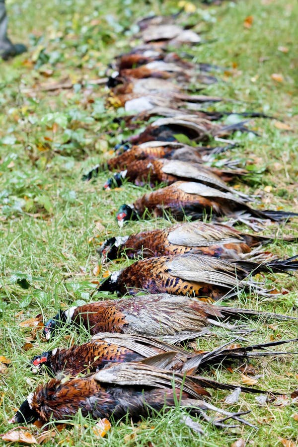 Excludes of Caught Pheasants Stock Image - Image of hunt, outdoors ...