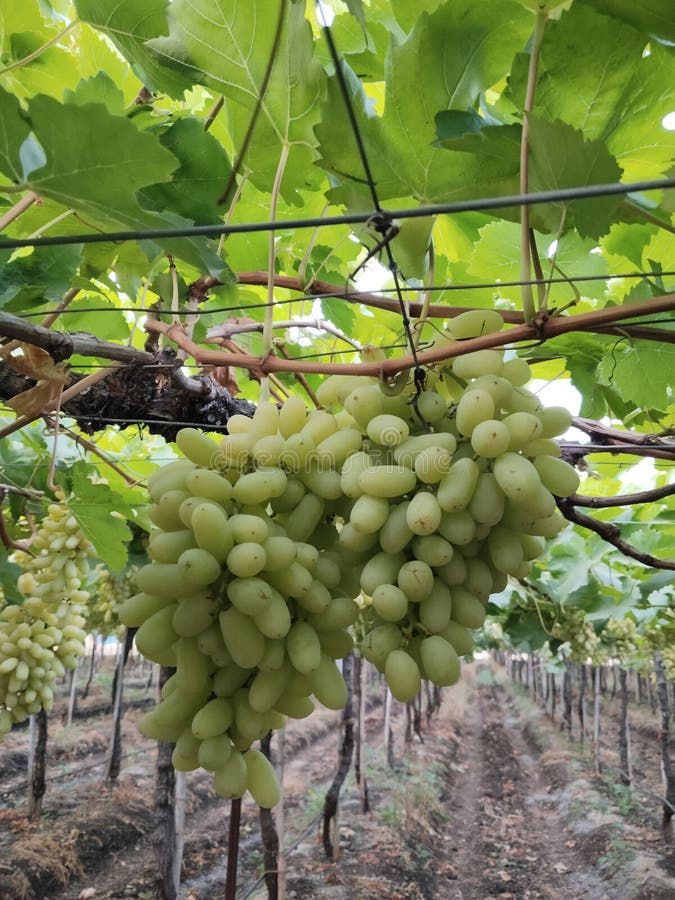 The Exclusive Fresh Green Coloured Grapes with Indian Species Stock ...
