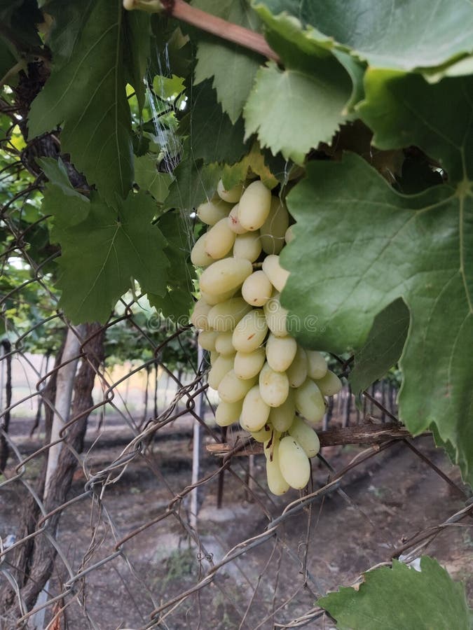 The Exclusive Fresh Green Coloured Grapes with Indian Species Stock ...