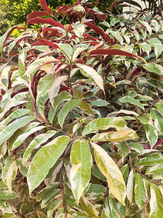 Excoecaria Cochinchinensis Flower Stock Photo - Image of flower ...