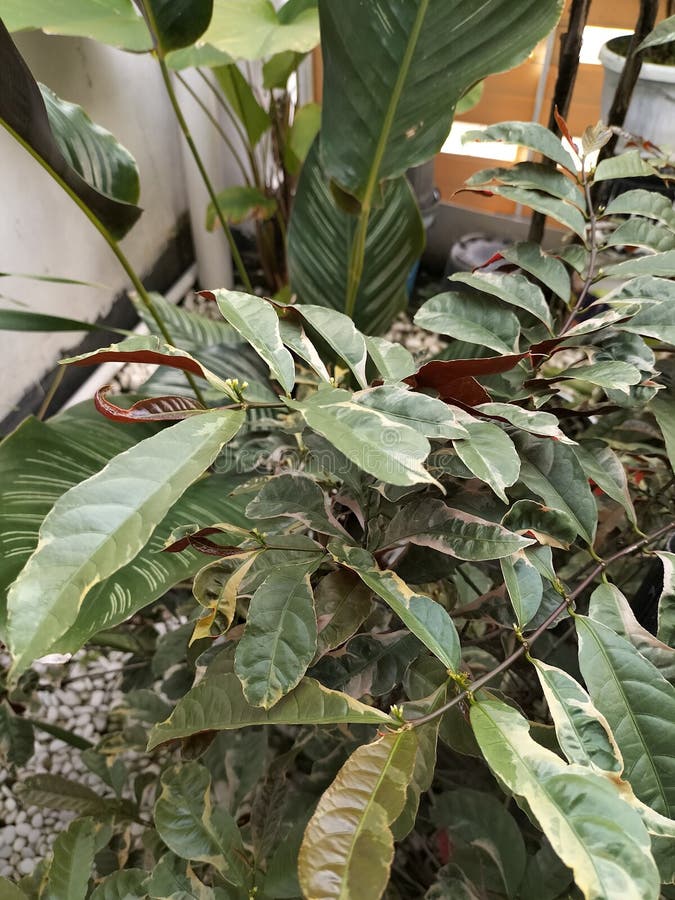 Excoecaria cochinchinensis stock image. Image of morning - 262898479