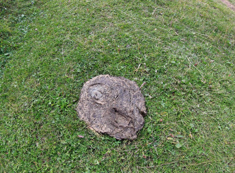 Excrement of a Cow on the Mountain Lawn after the Passage of the Herd ...