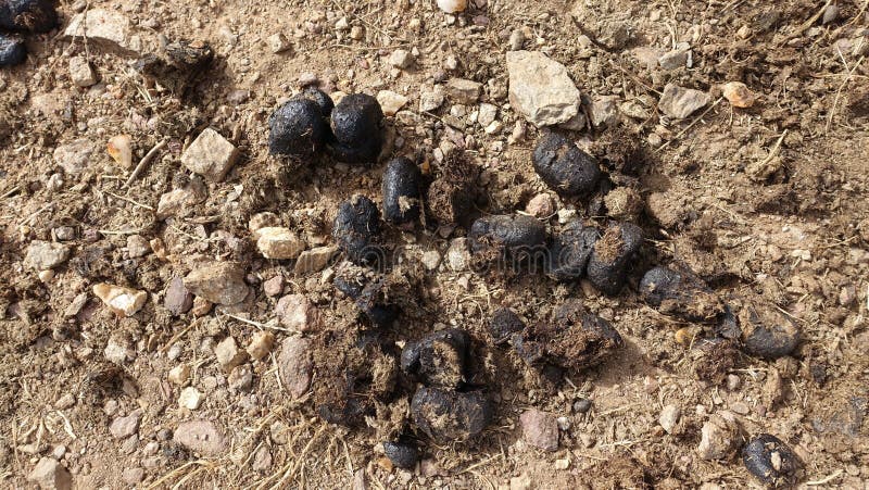 The Excrement of a Donkey on the Dry and Barren Ground. Stock Image ...