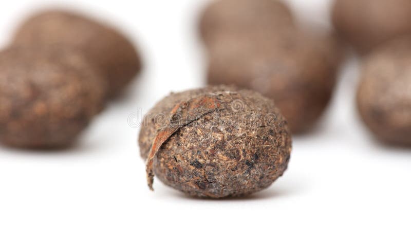 Excremento De Conejo Aislado Sobre Blanco Foto de archivo - Imagen de ...