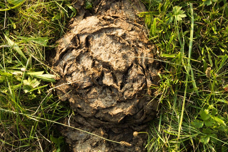 Excremento de la vaca imagen de archivo. Imagen de vaca - 53643059