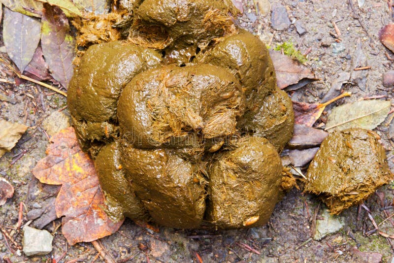 Excremento del caballo foto de archivo. Imagen de materia - 79727926