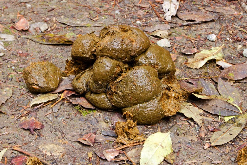 716 Excremento Del Caballo Fotos de stock - Fotos libres de regalías de ...