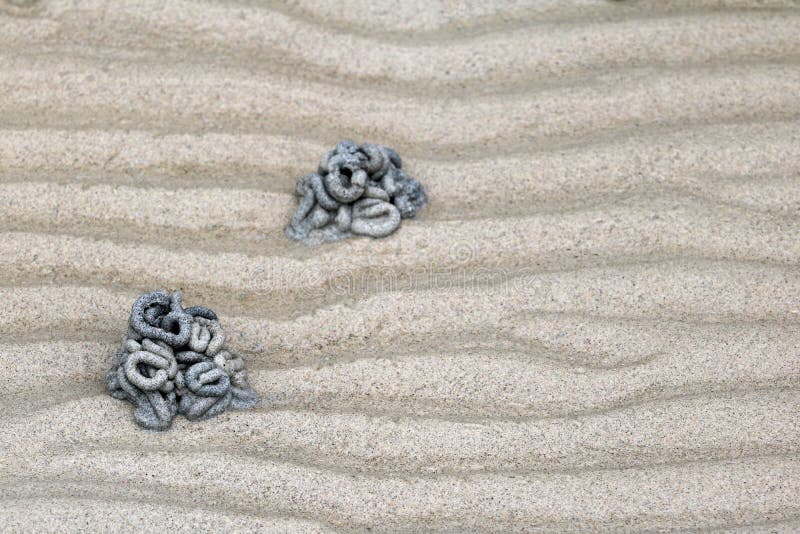 Excreted Deposit from a Sand Worm Inside the Hole Stock Image - Image ...