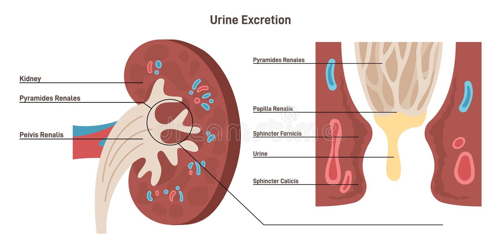 Human Urinary System. Female and Male Internal Urogenital Stock Vector ...