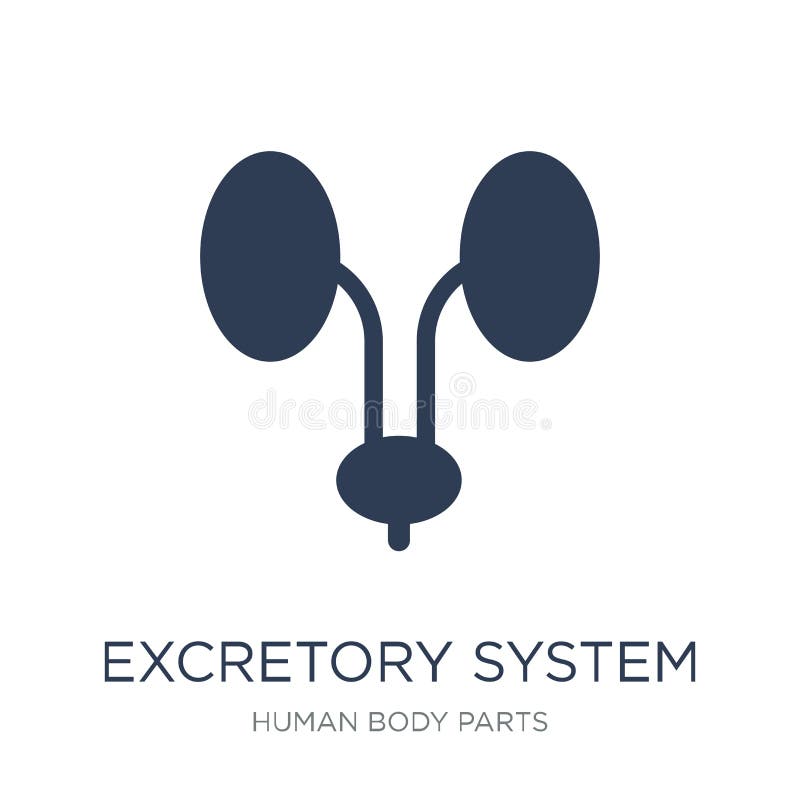 Excretory System Transparent Icon. Excretory System Symbol Design from ...