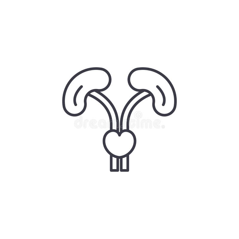 Excretory System Linear Icon Concept. Excretory System Line Vector Sign ...