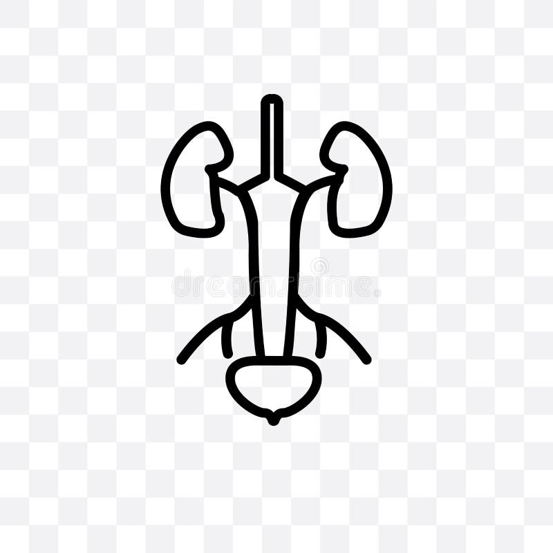 Excretory System Vector Illustration Vectormine