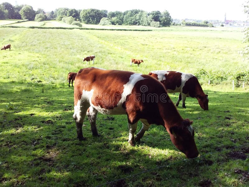 Viking Cows Stock Photos - Free & Royalty-Free Stock Photos from Dreamstime