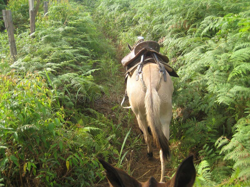 Exemplo Bonito De Uma Mula Colombiana Foto de Stock - Imagem de forte ...