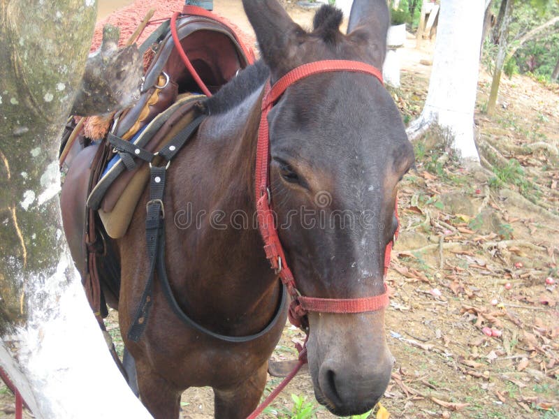 Exemplo Bonito De Uma Mula Colombiana Foto de Stock - Imagem de forte ...