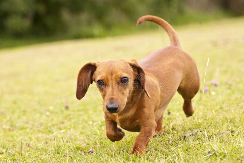 Chiot miniature de teckel image stock. Image du miniature - 121533223