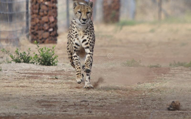 Exercising Cheetah: Chasing a Lure Stock Photo - Image of hunt, feline ...
