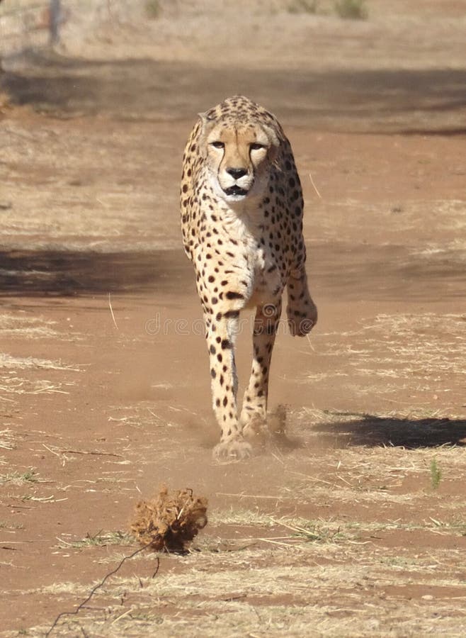 Cheetah Exercising by Chasing a Lure 2 Stock Photo - Image of ...