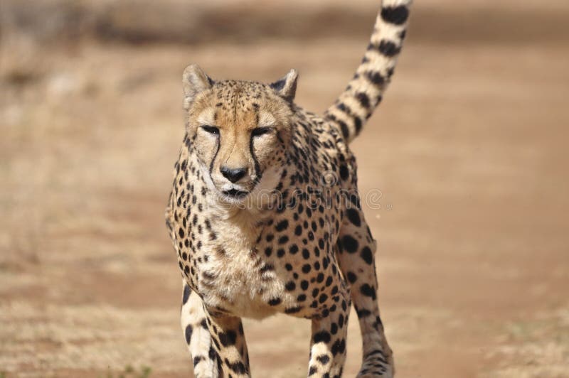 Exercising Cheetah: Slowing Down after Chasing a Lure Stock Photo ...