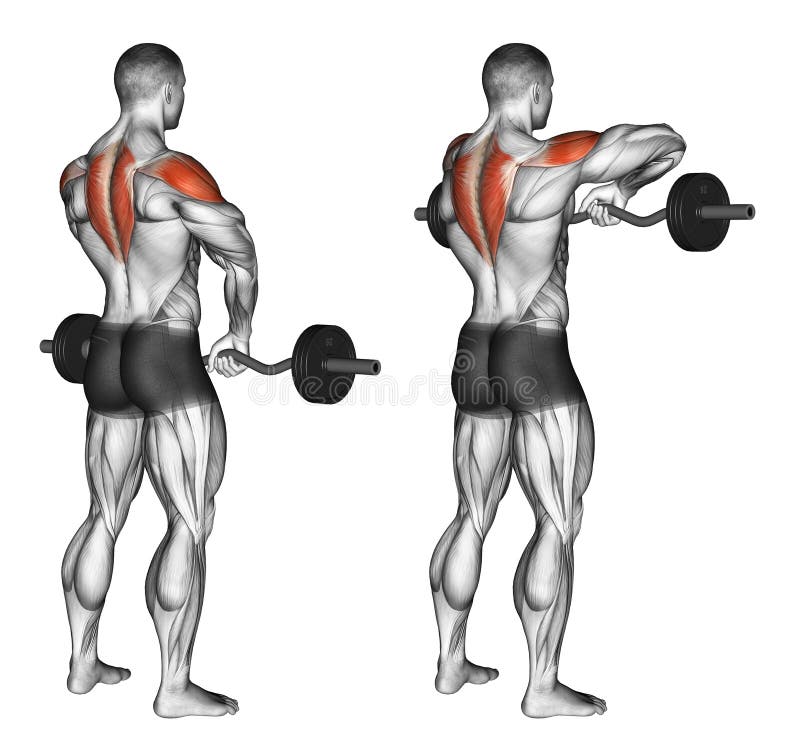Upright Barbell Row Muscles Worked The Best Lifts For Building Broader